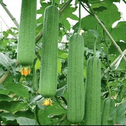 F1 SMOOTH PATOLA SEEDS LONG (20 SEEDS) - HYBRID/EASY TO GROW/Patola ...