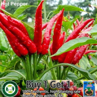 100 Seeds/pack Siling Labuyo Hybrid - Hot Pepper Taiwan Chili / Siling ...