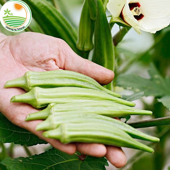 (50 seeds) Lady Finger Okra Vegetable Seeds/Green Long Smooth Okra ...