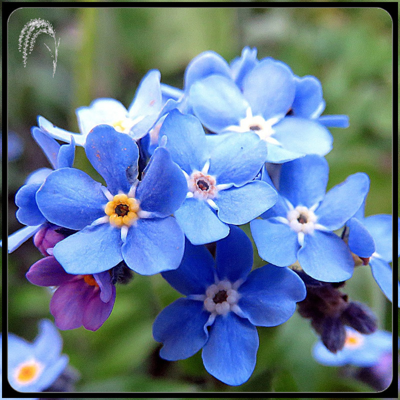 [Easy to grow in Philippines] Forget-me-not Flower Seeds for Planting ...