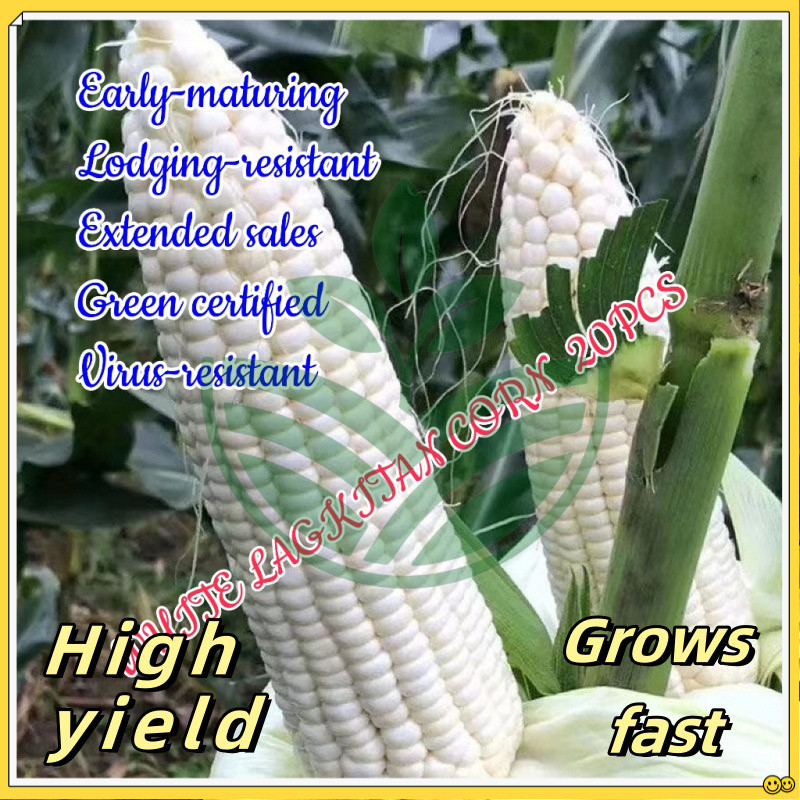 Easily break through the soil Sweet Glutinous White Corn Seeds (20seeds ...