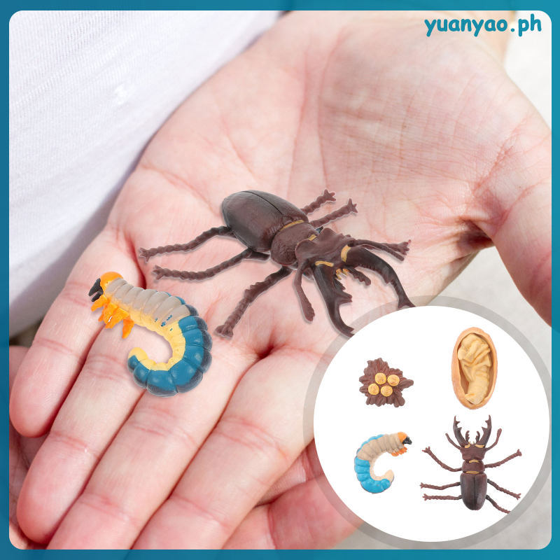 1Set Plastic Stag Beetle Simulation Model Toy Set Animal Life Cycle ...