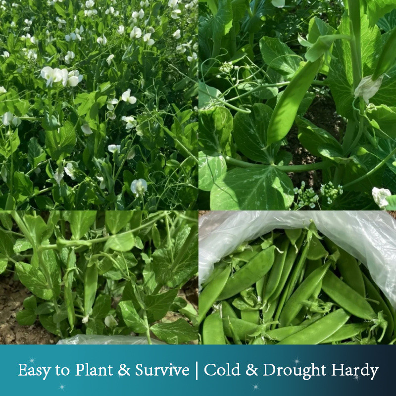 (20pcs/pack) Snow pea Seeds Heat-Tolerant Ideal for Philippine Climate ...
