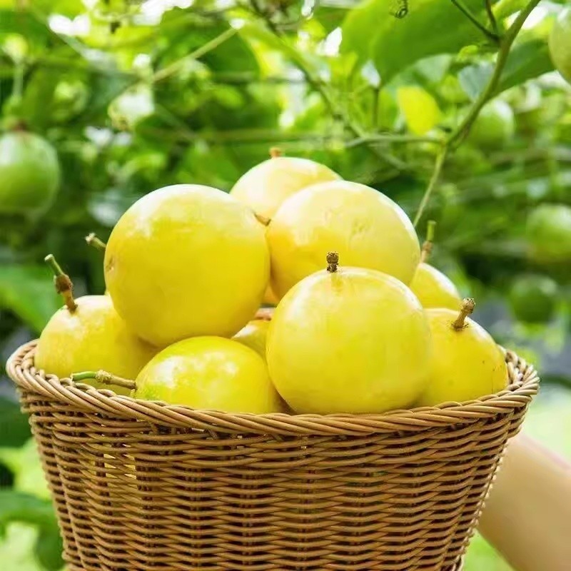 50 Seeds Yellow Passion Fruit Seeds for Planting Sweet Juicy Climbing ...