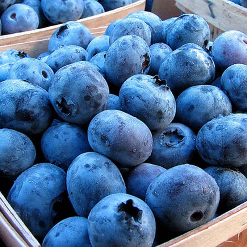 20pcs Easy-Grow Blueberry Seeds | Family Fruit Bonsai | Indoor/Outdoor ...