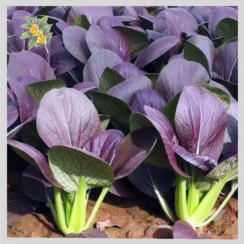 Purple Pechay Pak Choi Vegetable Seeds ( 500 seeds )-Purple PAKCHOI ...