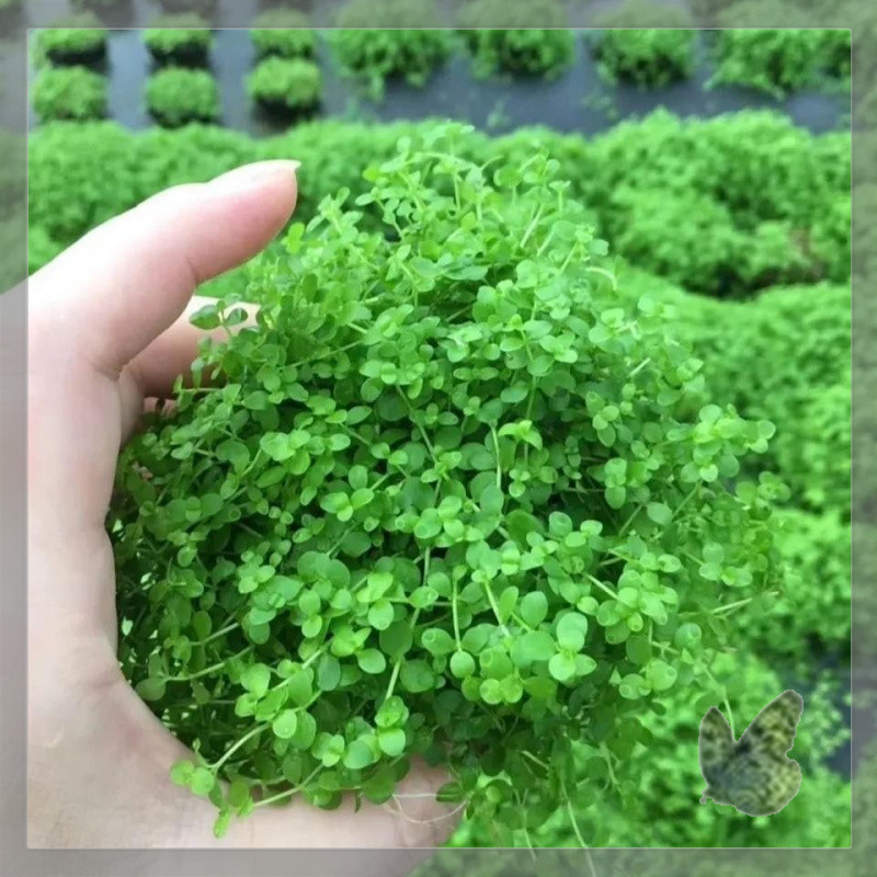 Curled Parsley Seeds Mixed Aquatic Plants Bonsai Seeds Flower Seeds for ...