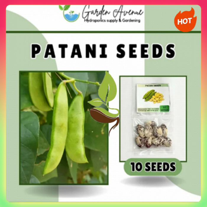 rise abruptly from the ground HYBRID PATANI/LIMA BEAN SEEDS (10 pcs ...