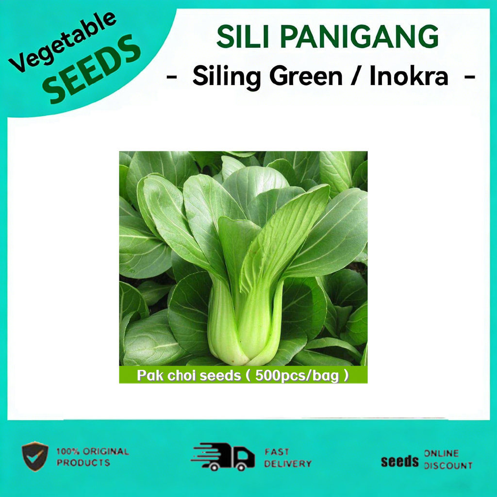 Pak choi seeds-(500seeds) SUPER PREMIUM PACK Bok Choy Vegetable Seeds ...