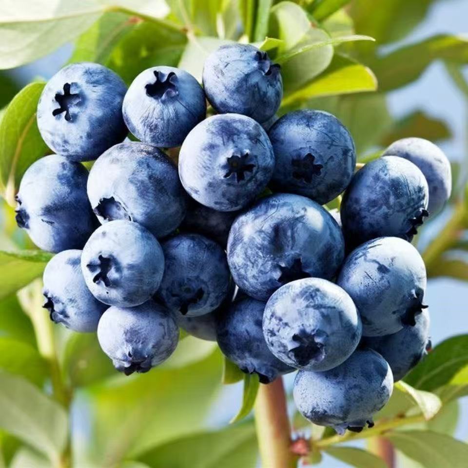 Ready Stock Fast Shipping New Picked Blueberry Seeds Potted Fruit Seeds ...