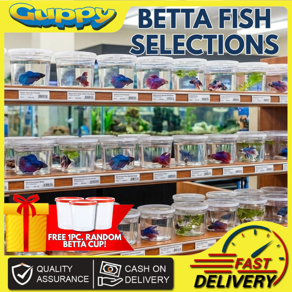 HMPK Betta Fish Selection Doubletail Crowntail Premium Betta Fish ...