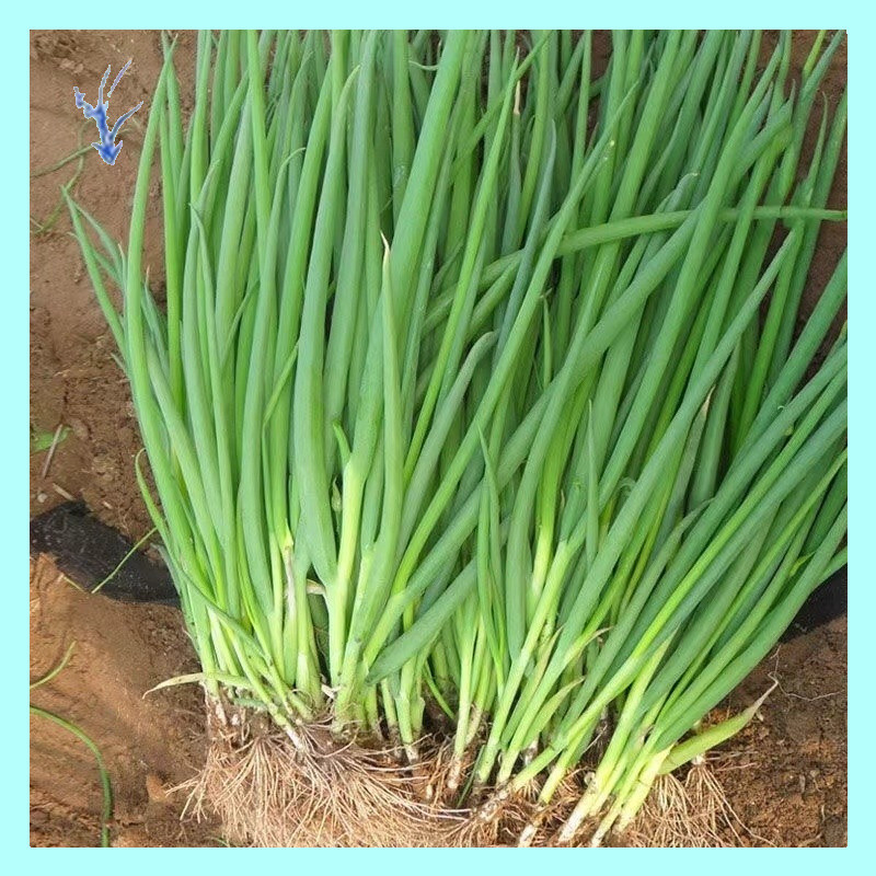 dahon ng sibuyas seed (500 SEEDS) DAHON NG SIBUYAS/BUNCHING ONION ...