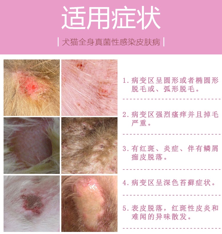 Itraconazole capsules 7 capsules Shedding Dander Ringworm in cats and ...