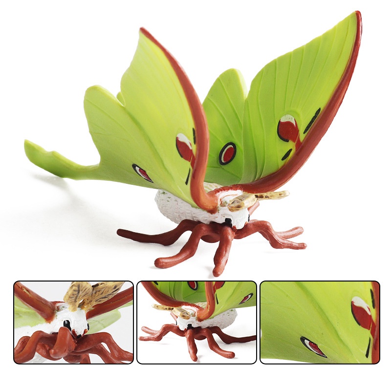 Simulated insect animal growth cycle model Lunar god moth Green tail ...