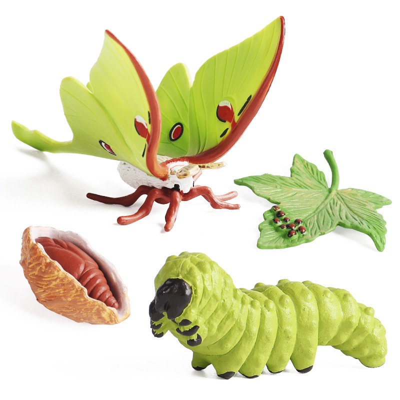 Simulated insect animal growth cycle model Lunar god moth Green tail ...