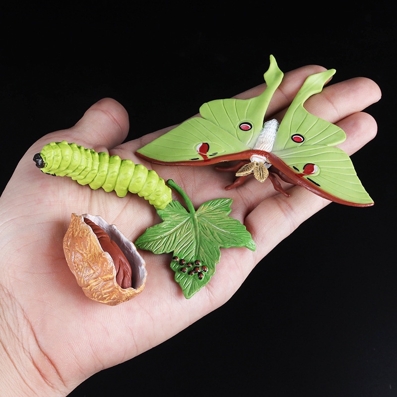 Simulated insect animal growth cycle model Lunar god moth Green tail ...