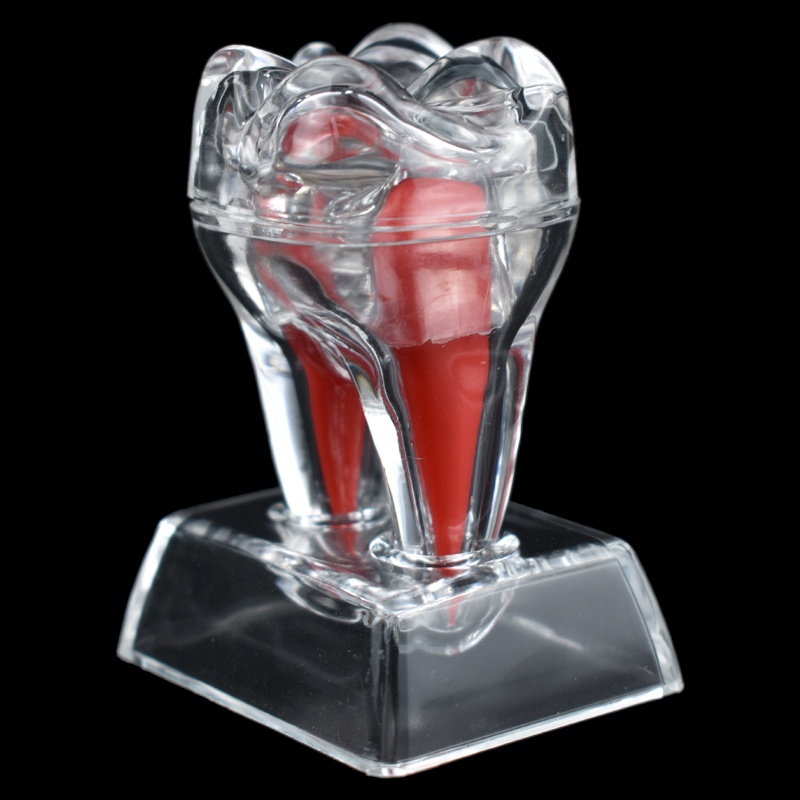 Dental Model Detachable Teeth Model Oral Teaching Tooth Model Double ...