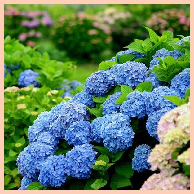 20pcs/Pack Hydrangea Seed Bonsai Flower Seeds Hydrangea Perennial ...