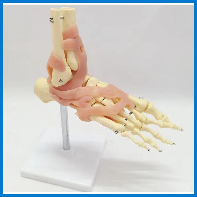1:1 Lifesize Human Skeleton Foot Ankle Bone Joint Model with Ligament ...