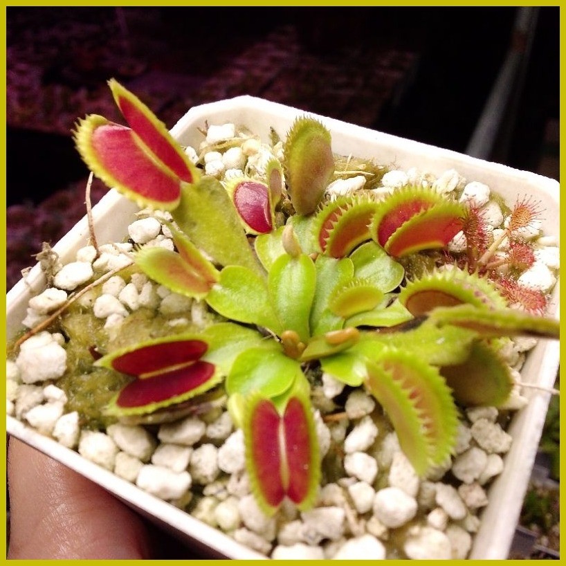 ☂ Venus Flytrap TREV'S DRACULA ( potted / carnivorous/ seed ) | Shopee Philippines