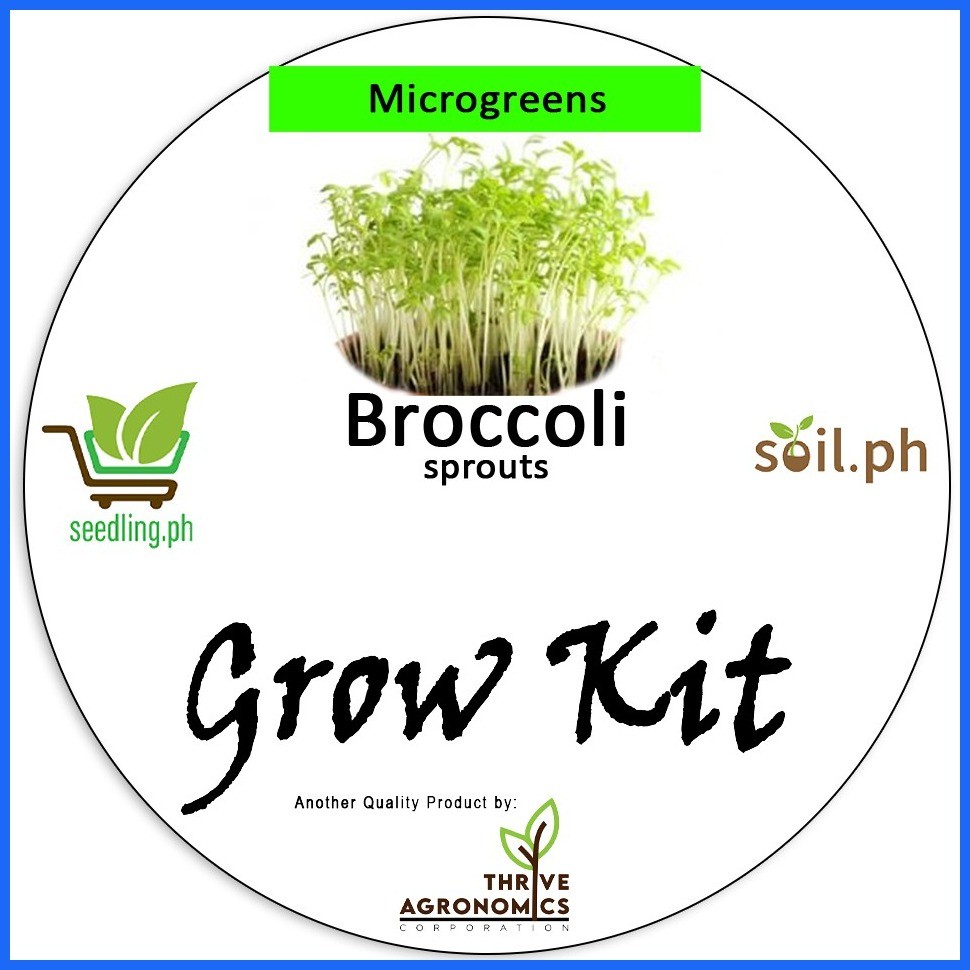 Broccoli Sprout Microgreens Grow Kit Seedling Kit Starter Kit Planting ...