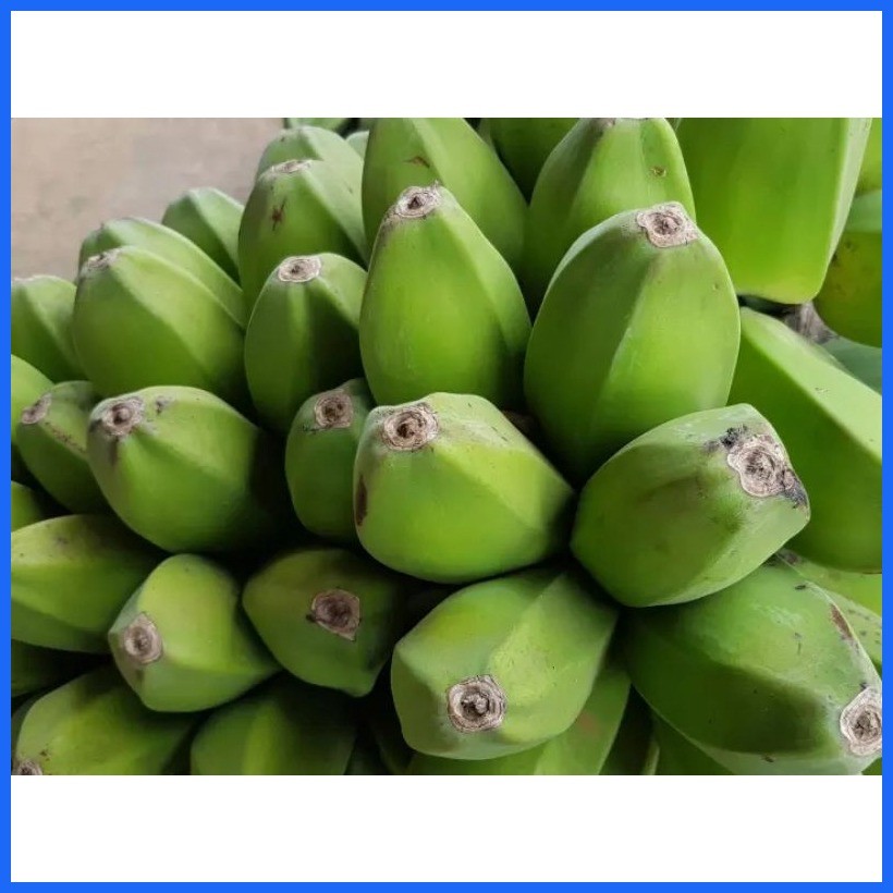 FRESH BANANA SABA 1kg | Shopee Philippines