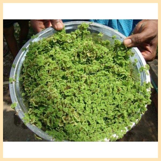 1Native Azolla Organic Fertilizer 500g- A biofertilizer to improve Soil ...