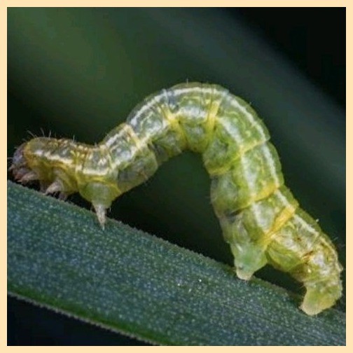 Brodan Concentrate/Insecticide (U-od,Grasshopper,Aphid,Cutworms)by ...