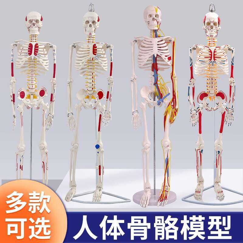 Human Skull Detachable Medical Mini Small Full Body Skelet with Muscles ...