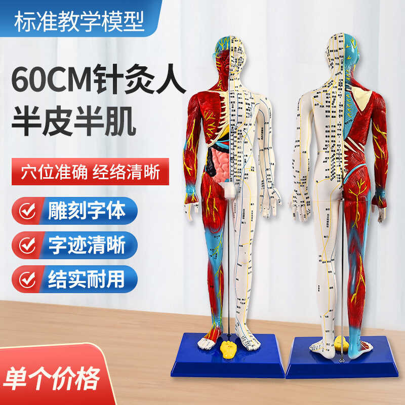 Human Point Half Musculoskeletal Visceral Acupuncture Bronze 1 Figure ...