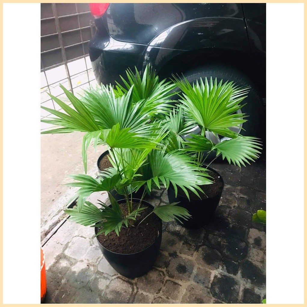 anahaw live plant 30cm. tall | Shopee Philippines