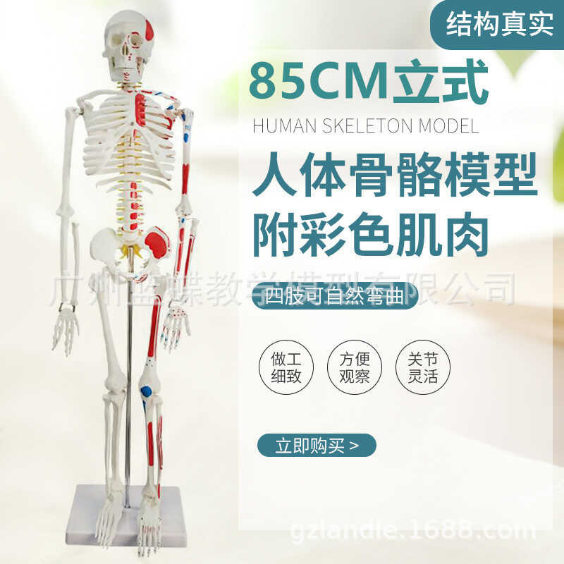 85Cm Human 1 Skeleton Bone Specimen With Intervertebral Disc Nerve ...