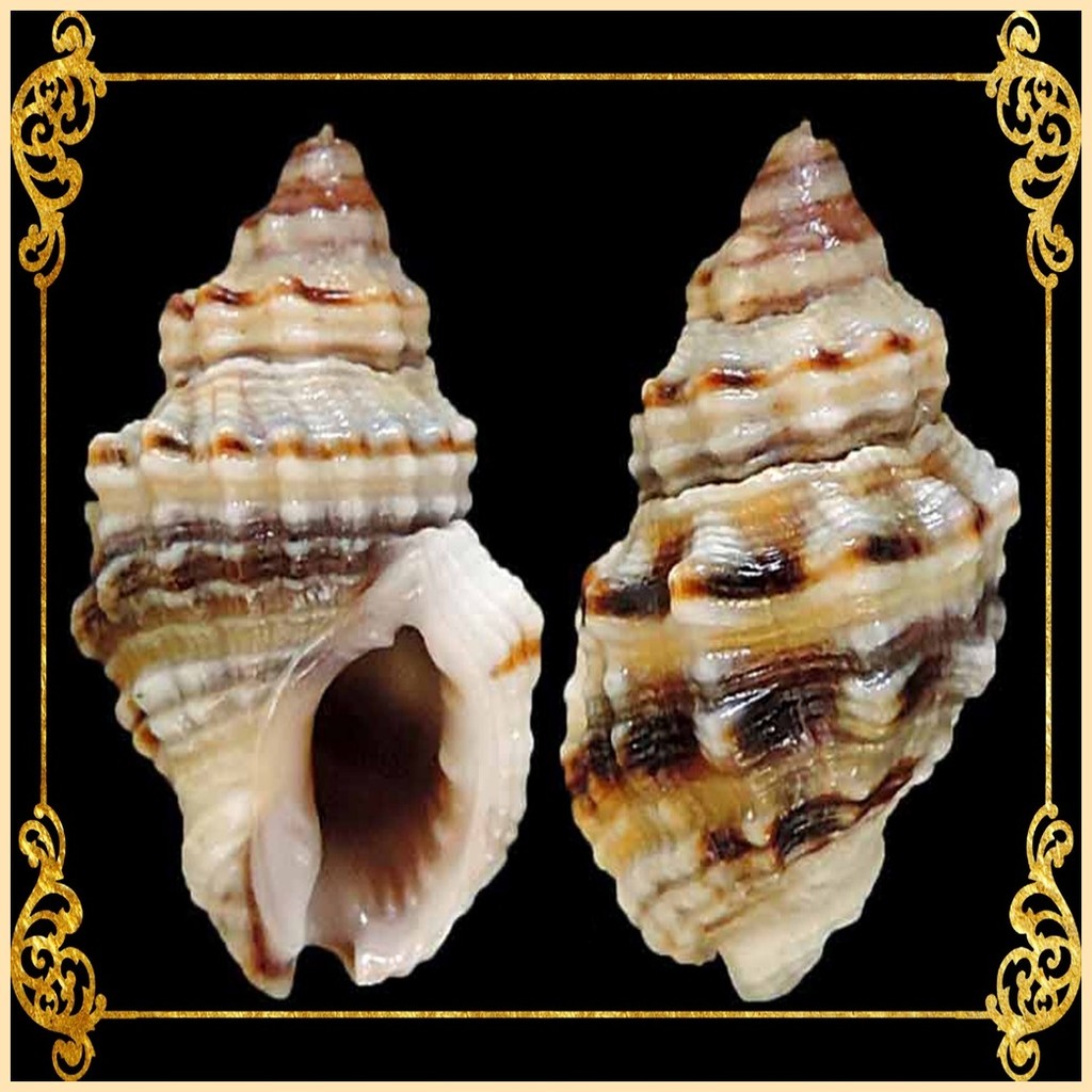 500 Grams | Rotong | Horrid Nassa Sea Shells ♂ | Shopee Philippines