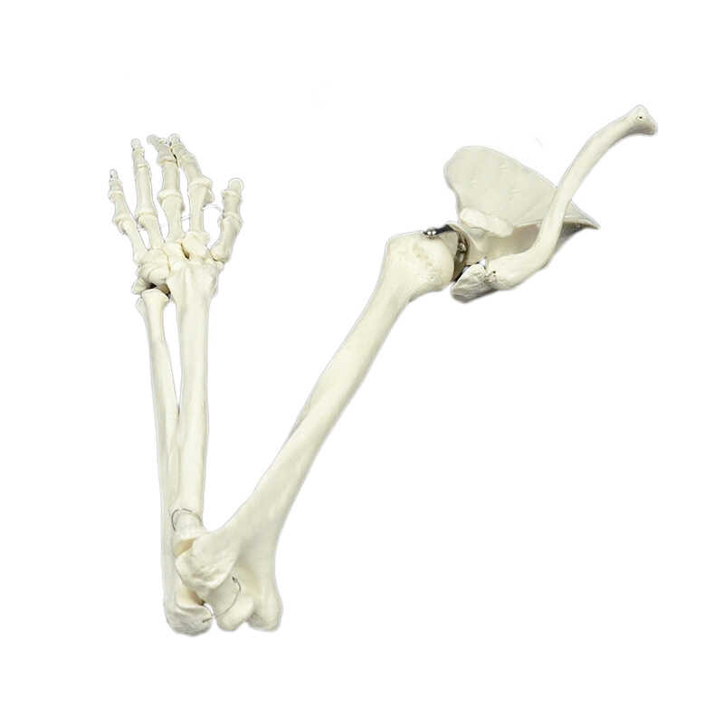 1:1 Upper Limb Bone Model Hand Scapula Clavicle Flexible Skeleton Model ...