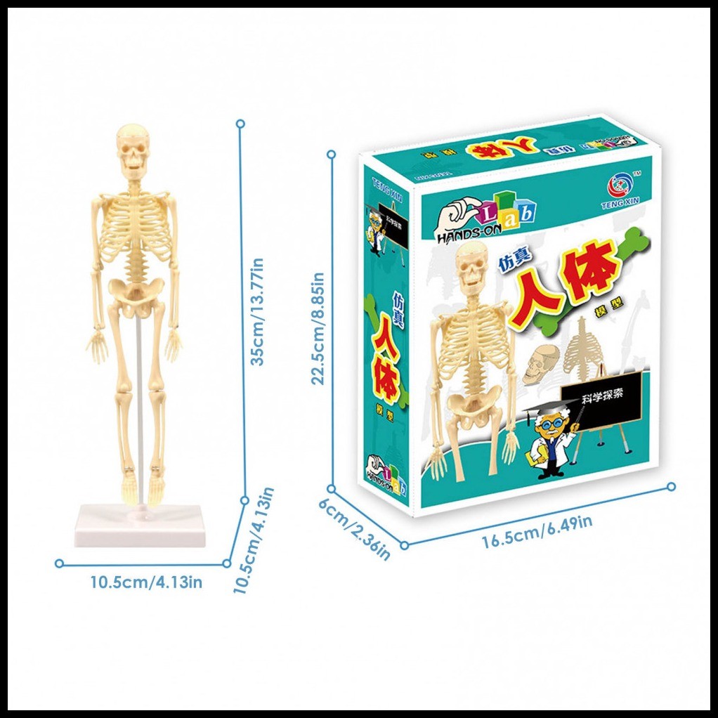 Human Skeleton Model, Mini Scientific Anatomical Human Skeleton Model ...