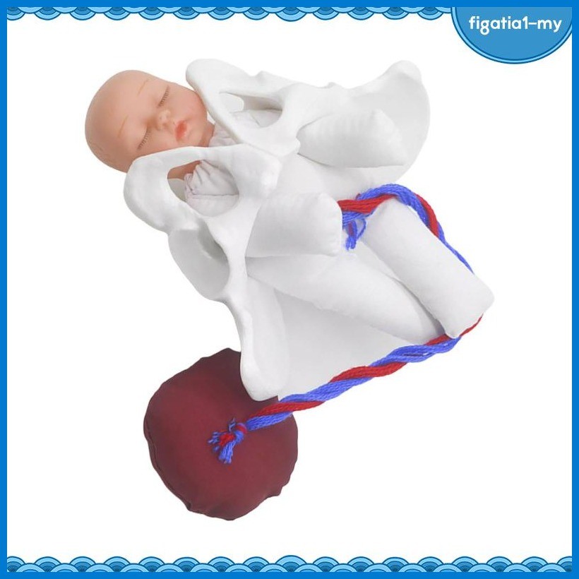 Human Female Pelvis Model with Baby for Science Education Teaching ...