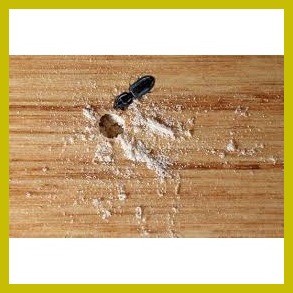 Boracare Termite Wood Repellant Borate Salt for Wood Borers Treatment ...