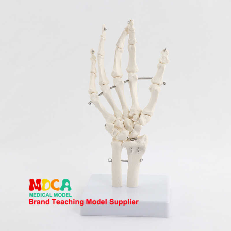 Flexible Human Joint 1 Hand Model Finger Palm Bone Skeleton Medical ...