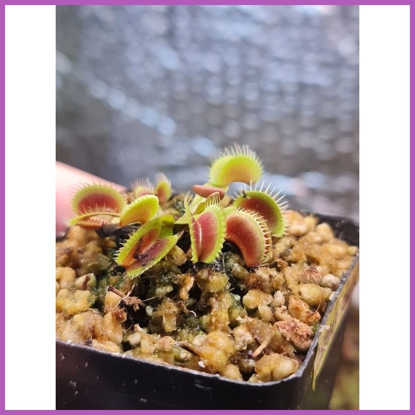 ⭐ Venus Flytrap Live Carnivorous Plant Insect Eater ( Fly Trap ) | Shopee Philippines