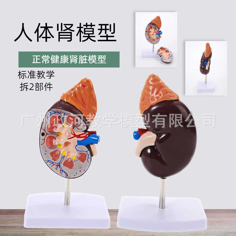 Normal Human Internal Organ 1 Healthy Natural Large Kidney Anatomy With ...