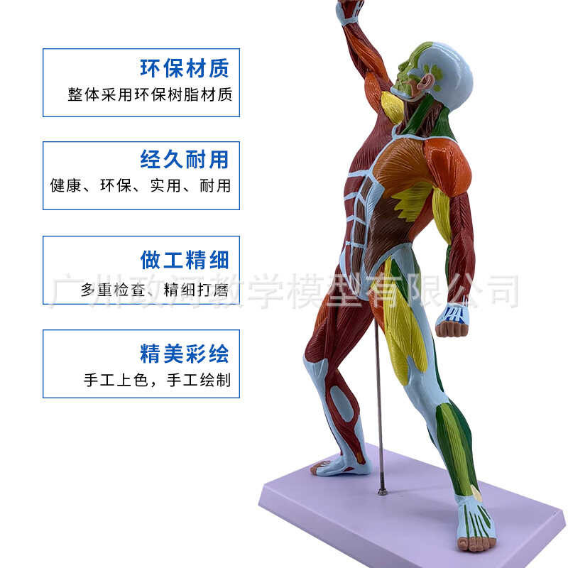 Teaching Simulation 50Cm Movement 1 Full Body Model Human Superficial ...