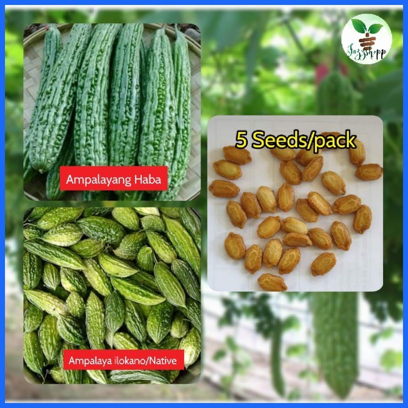 ∛ Ampalayang Haba / Ampalayang Ilocano native ampalaya Certified seeds ...