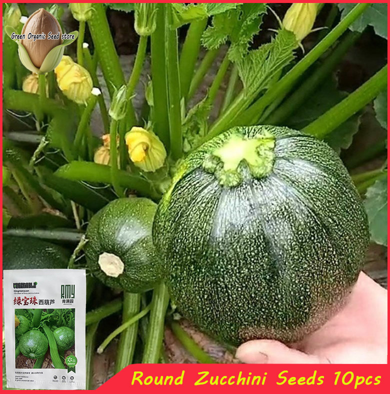 10seeds/pack Round Zucchini Seeds with high- quality vegetable seeds ...