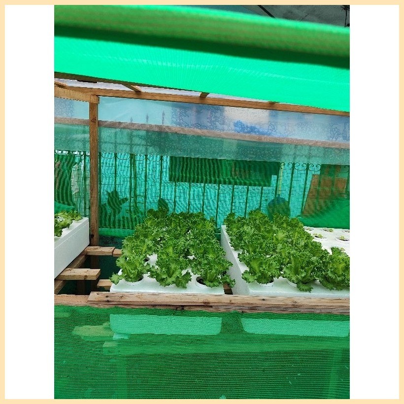 Kratky Hydroponics Starter KIT 1 (FREE MANUAL AND SEEDS) ۩ | Shopee ...