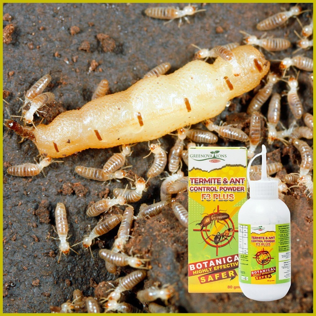 ♟ ☫ ♒ MAPECON GREENOVATIONS F3Plus Termite and Ant Killer Powder ...