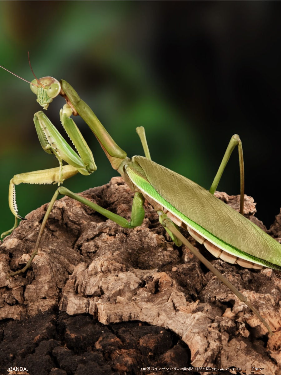 Bandai Bio's Big Picture Book Gallery Insect Big Sword Mantis Ant Stag ...