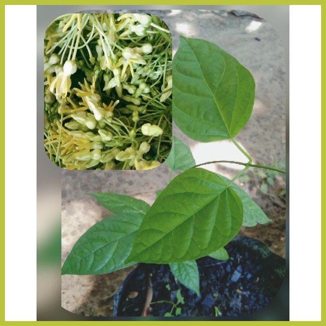 ☎ ☁ Sabidukong/pusapusa/dukep/bagbagkong/ampupuyat,edible wildflower ...