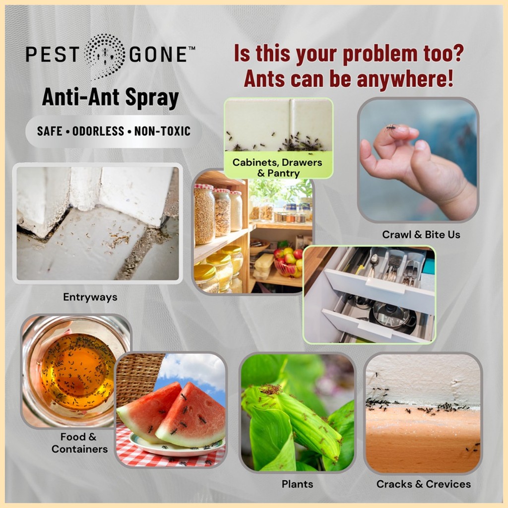 Pest Gone Anti-Ant Spray, Ant Killer, Ant Bait, Ant Repellent Non-Toxic ...