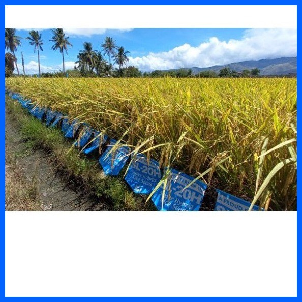 SL-20H 3kg Super Hybrid Rice seeds ( Date Tested- SEPTEMBER 2024 ...