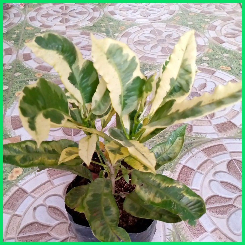 ♀ Croton Andrew (in polybag) | Shopee Philippines